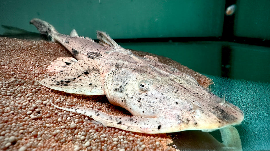 Catfish – Duketown Monsters