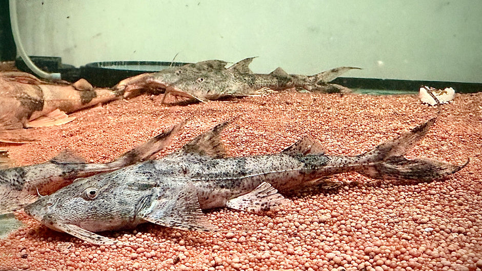 Catfish – Duketown Monsters