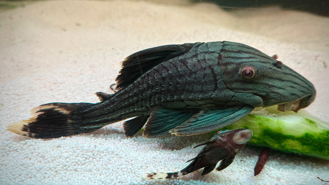 Plecos – Duketown Monsters