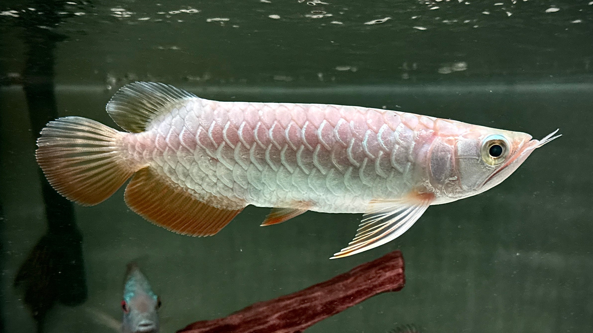 Arowanas – Duketown Monsters