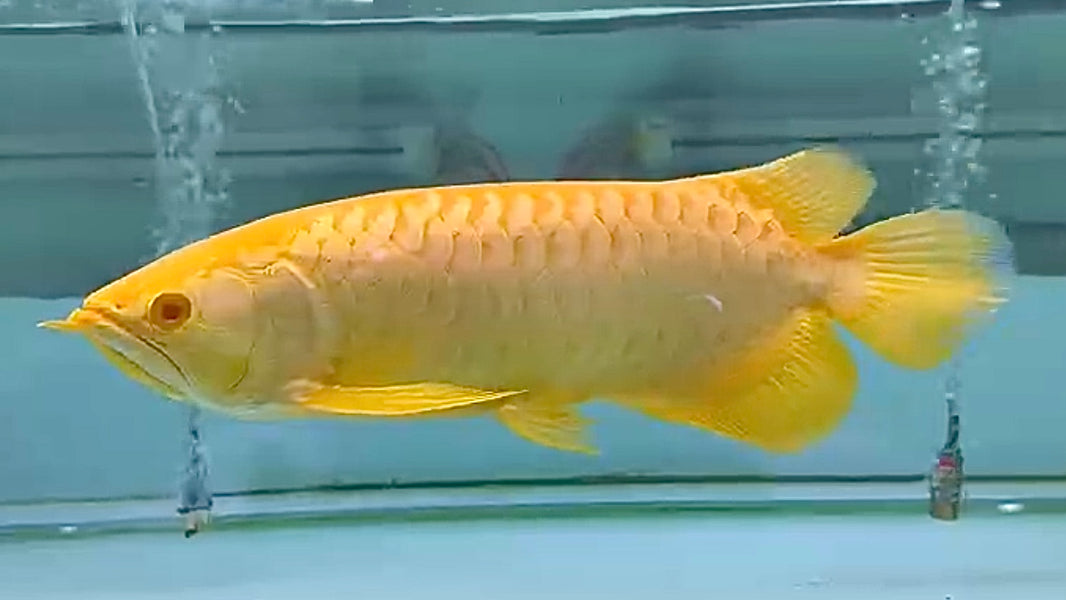 Arowanas – Duketown Monsters