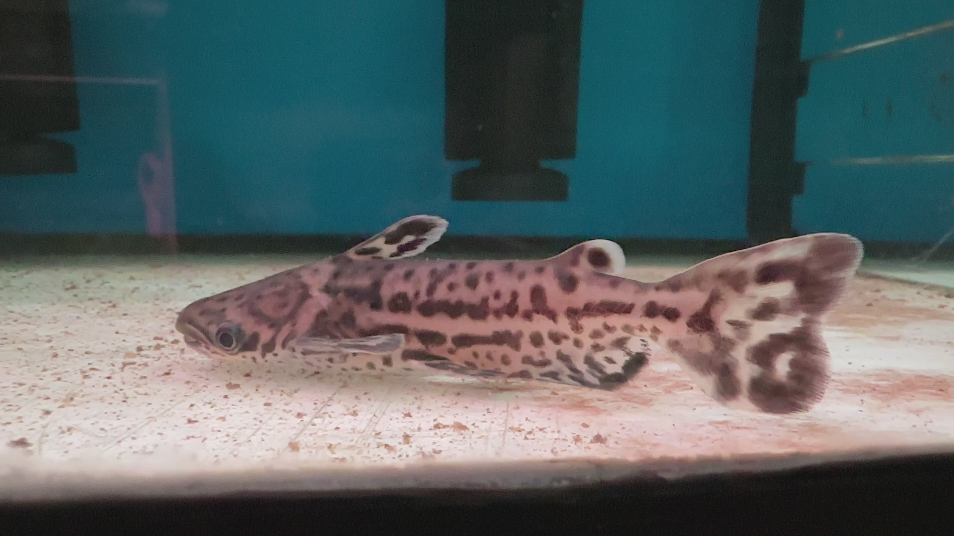 Jaguar Dolphin Catfish 17cm – Duketown Monsters