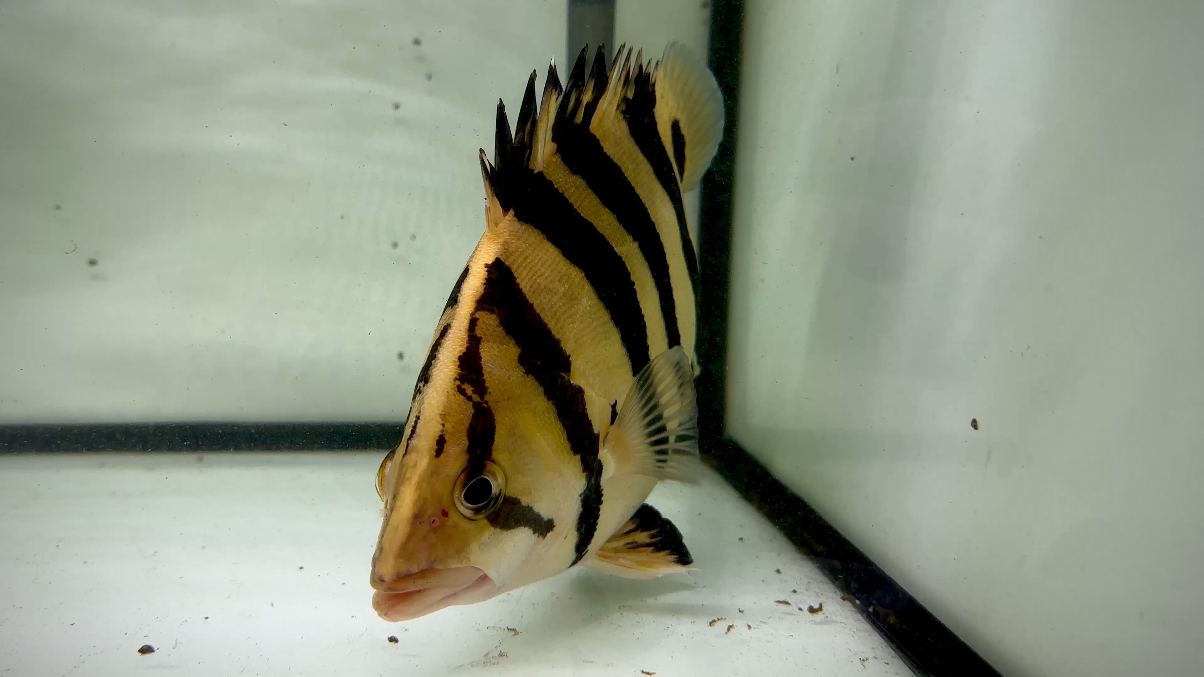 Sumatra Tiger 17cm – Duketown Monsters