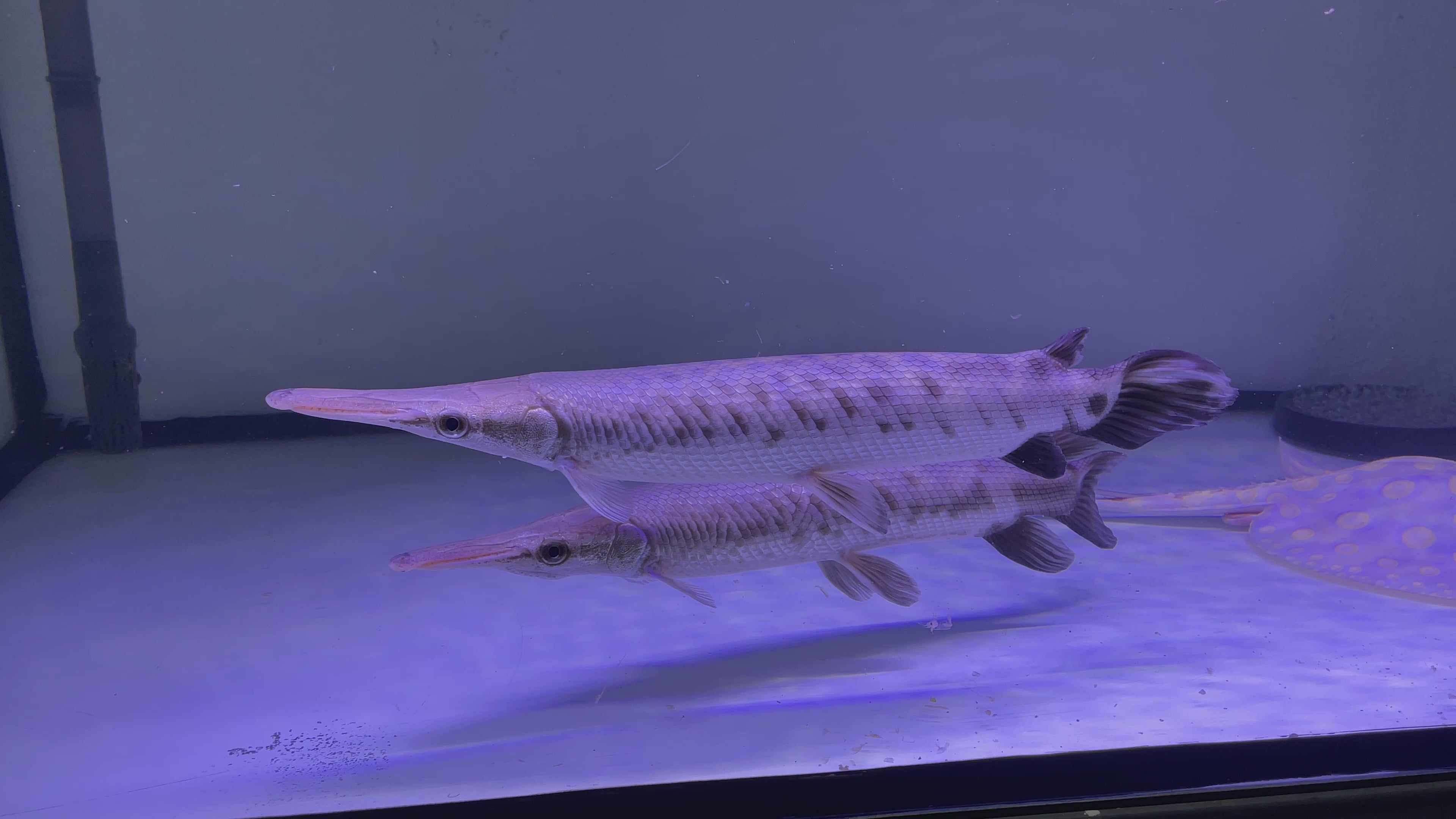 Tropical gar 55-60cm – Duketown Monsters