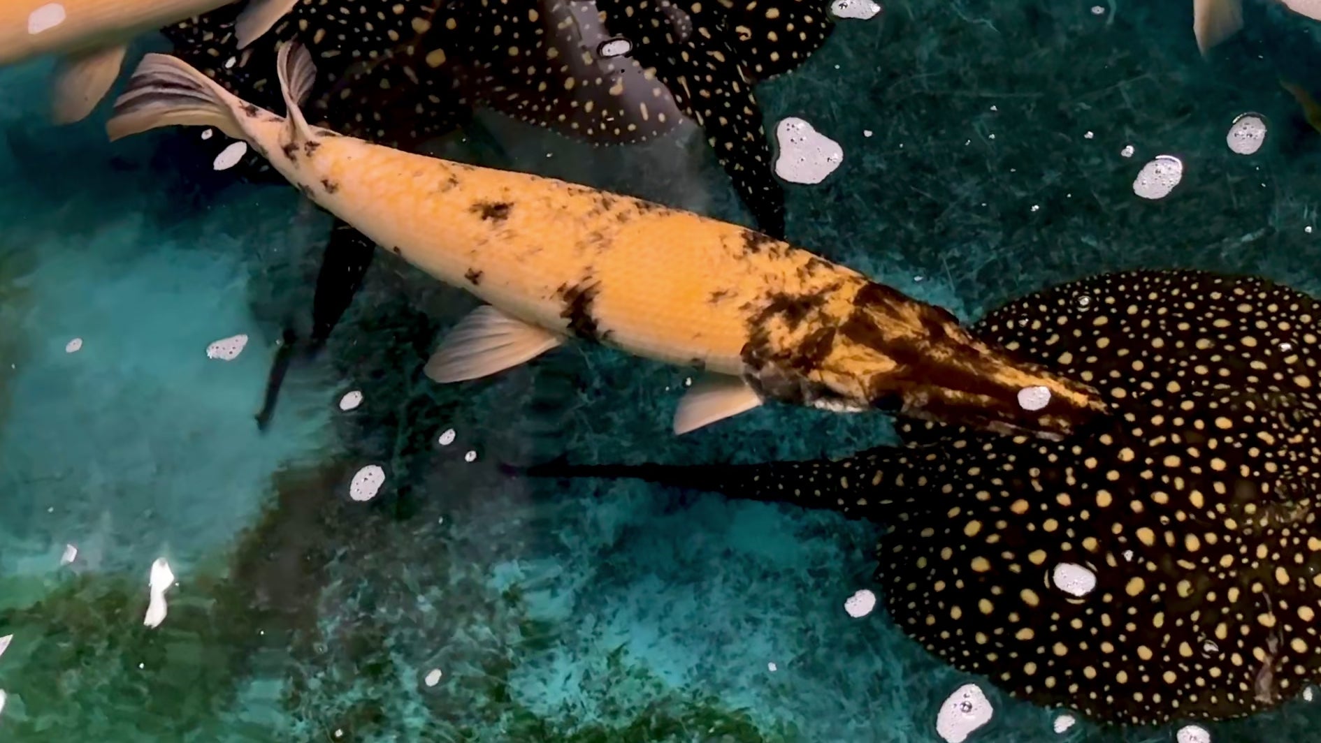 Black Orange Marbled Gar 60cm – Duketown Monsters