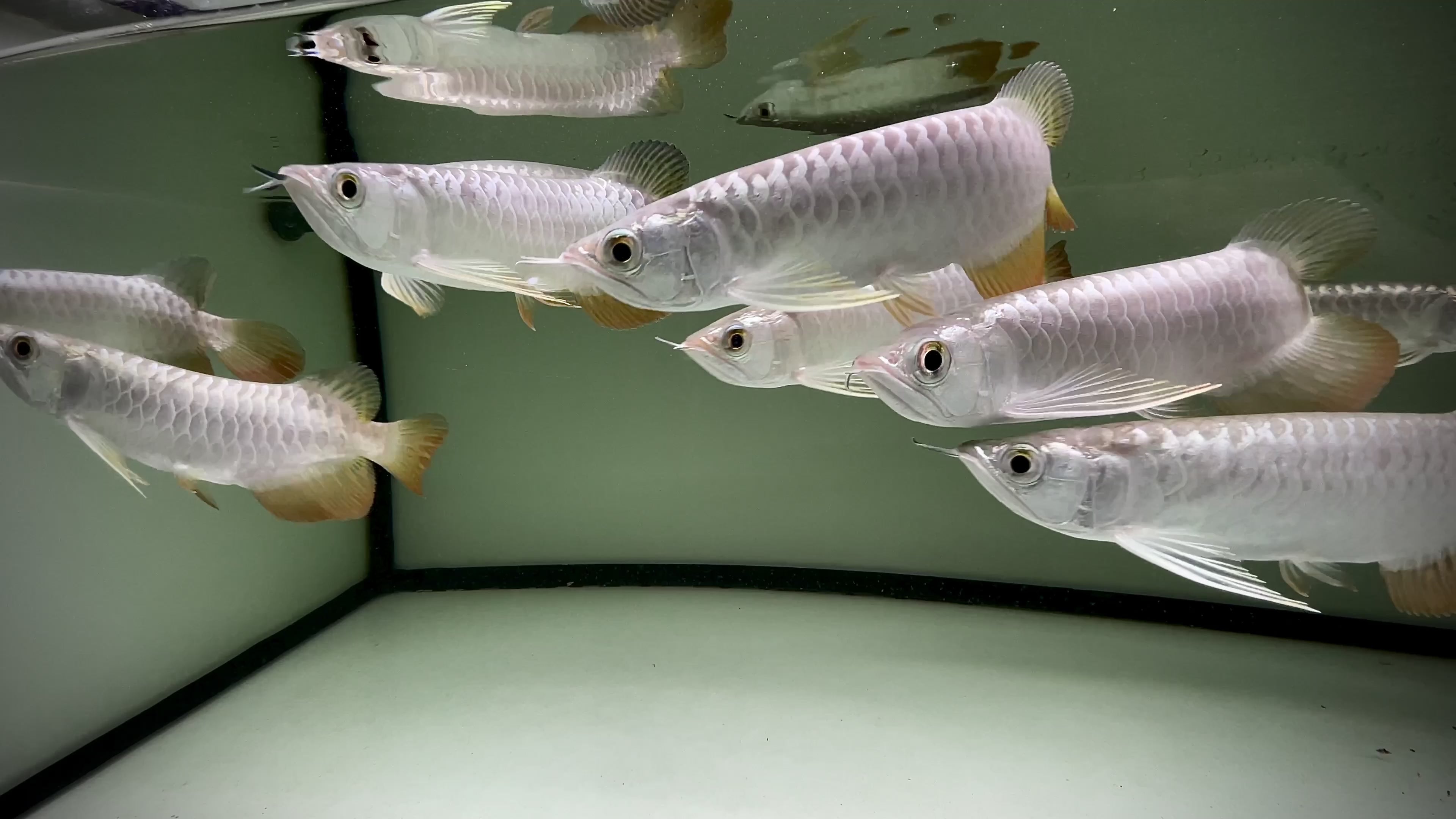Crossback Golden Arowana 15-17cm – Duketown Monsters